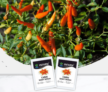 10 Rekomendasi Bibit Cabe Rawit Terbaik dan Berkualitas